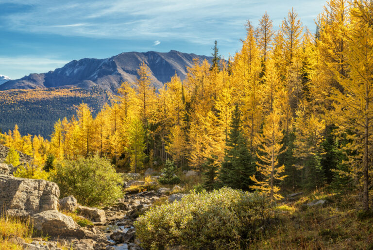 32 Types of Trees (With Pictures, Facts, and Names)