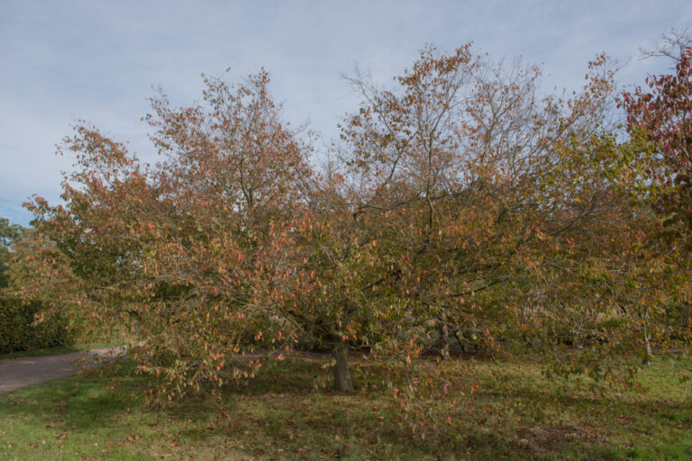 32 Types of Trees (With Pictures, Facts, and Names)