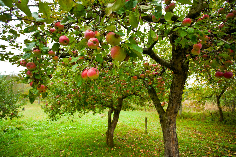 32 Types of Trees (With Pictures, Facts, and Names)