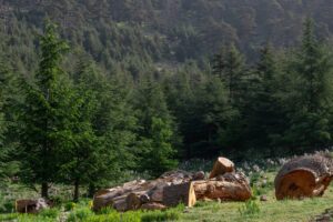 32 Types of Trees (With Pictures, Facts, and Names)