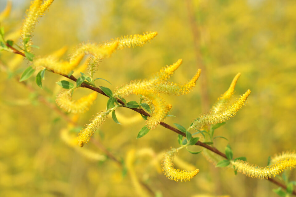 44 Different Types of Willow Trees (Species and Attractions)