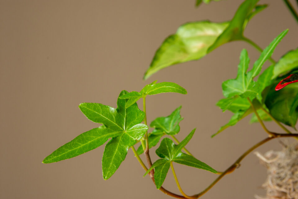 21 Types of Ivy Plants (A-Z Picture Guide)