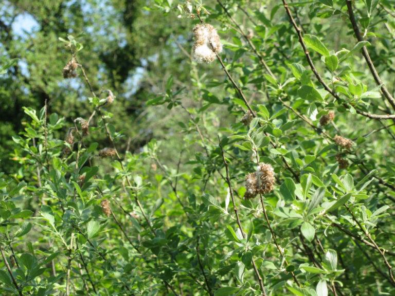 44 Different Types of Willow Trees (Species and Attractions)