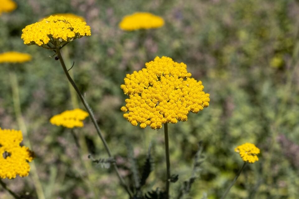 20 Gorgeous Types of Yellow Flowers (2022 Guide)